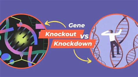What Is Conditional Gene Knockout And Why Its Important Genetic Education