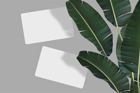 바나나 잎이있는 현대 명함 모형 템플릿 프리젠 테이션 브랜딩 기업 정체성 광고 0명에 대한 스톡 사진 및 기타 이미지 0명 고정됨 광고 Istock