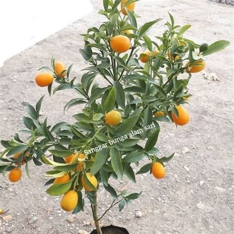 Jual Tanaman Jeruk Nagami Manis Jumbo Shopee Indonesia