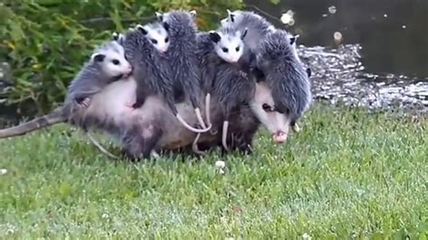 Why Do Possums Carry Their Babies At Willy Booth Blog