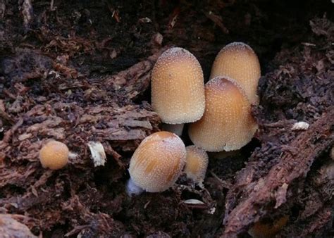 Glistening Inkcap Coprinus Micaceus Real New Forest Guide