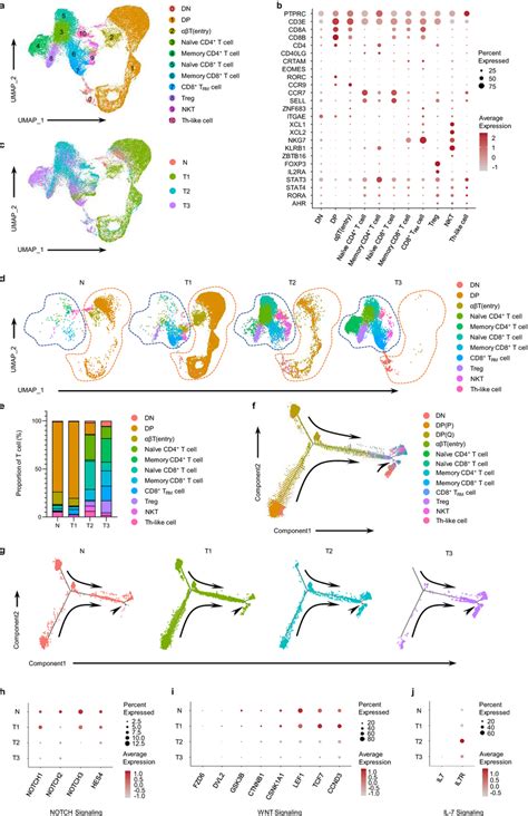 T Cell Development Dysfunction In The Thymus And Tet Subtypes A Download Scientific Diagram