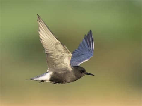 Black Tern Guide Migration Identification And Feeding