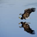 The Eagle Flies Over The Water Chrome Web Store