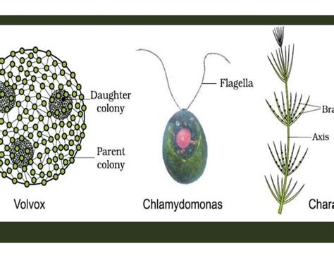 Algae 02 Plant Kingdom Pdf