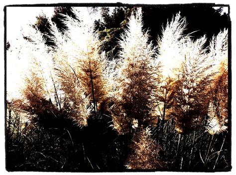 Pampas Grass