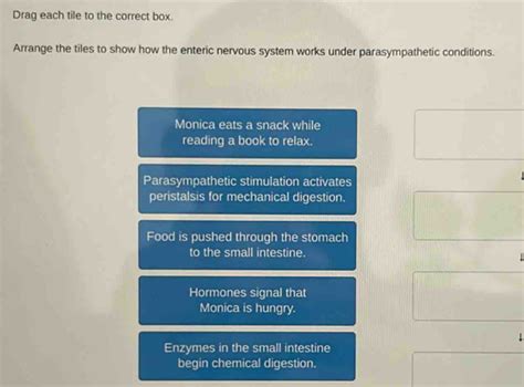 Solved Drag Each Tile To The Correct Box Arrange The Tiles To Show How The Enteric Nervous
