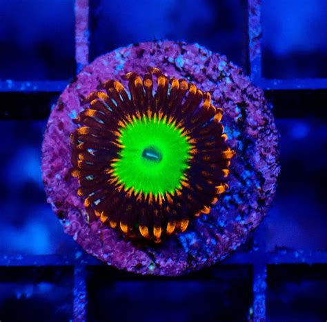 Candy Apple Orange Zoanthid Wysiwyg Oasis Coral