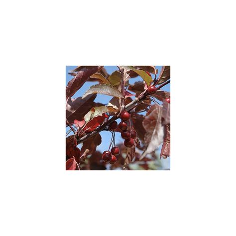 Rojaus Obelis Royal Raindrops C5