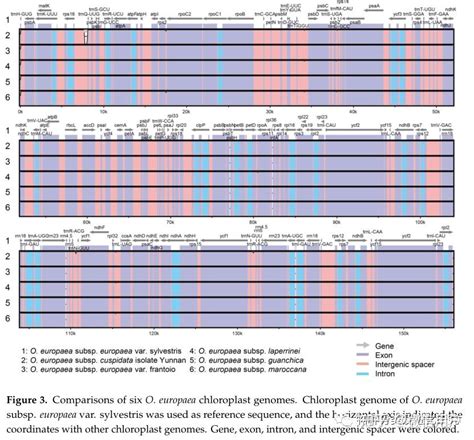 橄榄叶绿体基因组变异与进化分析 知乎