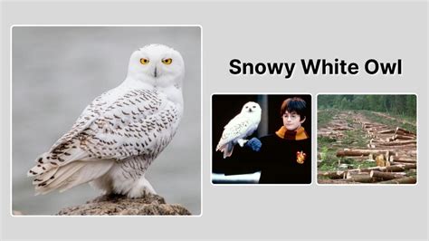 Barn Owl Diet What Do Barn Owls Eat And How They Hunt