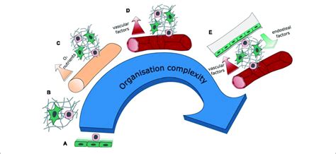 Evolution Of System Complexity Over Time Evolution In The Download Scientific Diagram