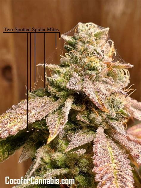 Two Spotted Spider Mite Coco For Cannabis