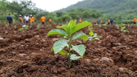 A Single Sapling In A Field Of New Growth Stock Illustration