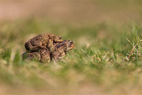 Common Toad Bufo Bufo During Mating Season Frog On The Road Grass Surface Stock Image