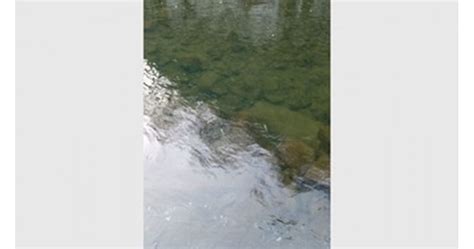 Сигнал за умряла риба по поречието на река Марица взимат водни проби