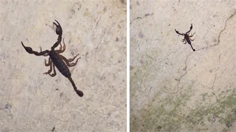 რამდენად საშიშია მორიელი რომელიც ბათუმში საცხოვრებელ სახლებში გვხვდება Batumelebi