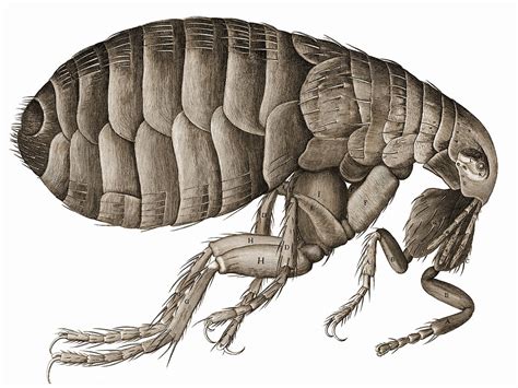 Fleas On Humans Lets Face And Kill Them