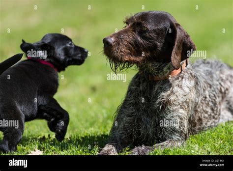 German Wirehaired Pointer Lab Mix Puppies