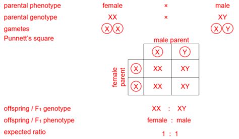 S4e Sc Bio Bsq13 3 Inheritance Sex Determination Flashcards Quizlet