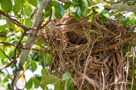 How To Tackle Bird Nest Removal Bob Vila