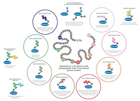 Ubiquitin And Ubiquitin Chains Lifesensors