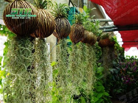 10 Loại cây nhiệt đới giúp làm đẹp cảnh quan không gian