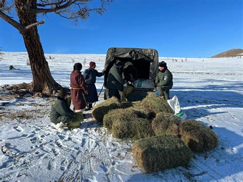 Зэрлэг амьтдад өвс хужир дөхүүлжээ