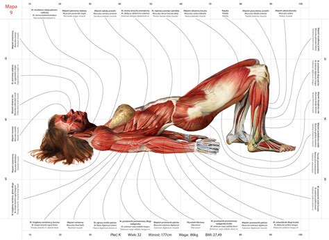 Anatomical Maps On Behance