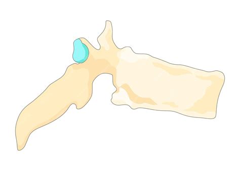 Premium Vector Bones Type Skeleton Educational Anatomical Diagram Element Bone Example