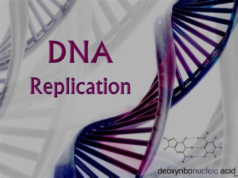 Ppt Dna Replication Powerpoint Presentation Free Download Id 2613199