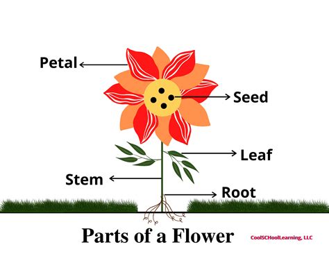 Download And Print Parts Of A Flower Worksheet Pdf Kindergarten Free Pdf