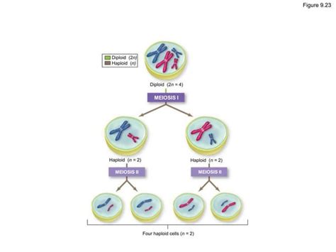 Ch 9 Sex And Meiosis Ppt