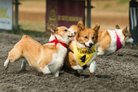 28 Amazing Scenes From The First Annual Corgi Races At Emerald Downs