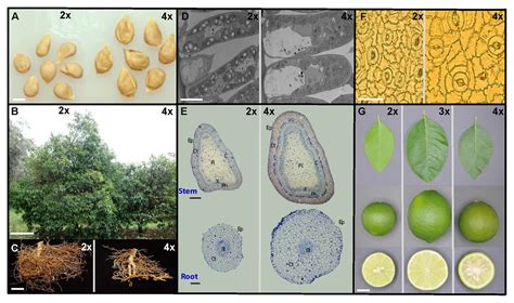 Polyploidy In Plants