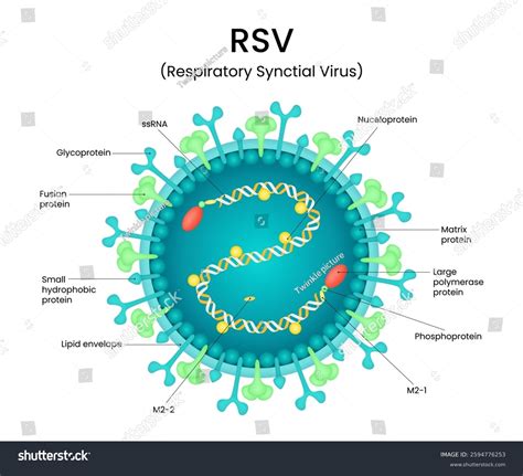 Structure Rsv Respiratory Synctial Virus Stock Vector Royalty Free