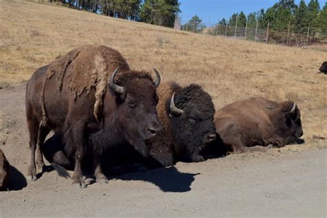 Review Of Wildlife Safari In Winston Oregon Near Eugene—with Pictures