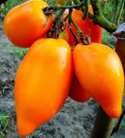 Pepper Tomato Giant Orange Striped Yellow Pink Red Healthy Food