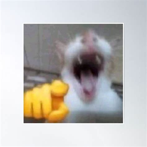 Cat Pointing And Laughing At You Meme Ei Gato Riendo Poster By Anil