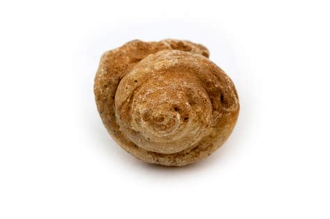 Premium Photo Fossilized Seashell On A White Background