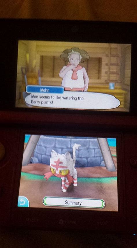Moe My Shiny Litten By Kelseyedward On Deviantart