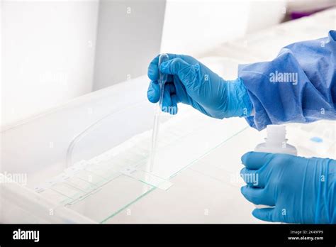Scientist Preparing Slides With Paraffin Embedded Tissue Samples For Immunohistochemistry Assay
