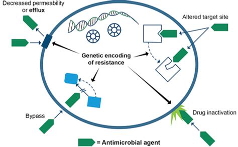 Antimicrobial Types And Considerations Flashcards Quizlet