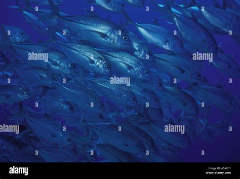 Silver Trevally Australia Hi Res Stock Photography And Images Alamy