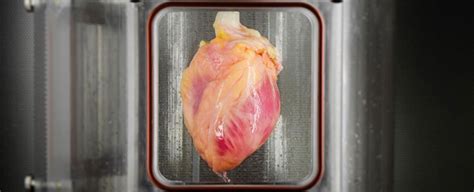 کشت اولین ماهیچه قلب کاربردی از سلول‌های بنیادین همشهری آنلاین