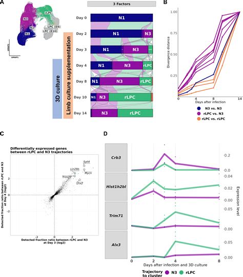Direct Reprogramming Of Non Limb Fibroblasts To Cells With Properties