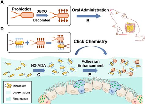 Schematic Illustration Of Bioorthogonal Mediated Bacterial Delivery To Download Scientific