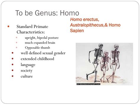Ppt Human Evolution Powerpoint Presentation Free Download Id5746114