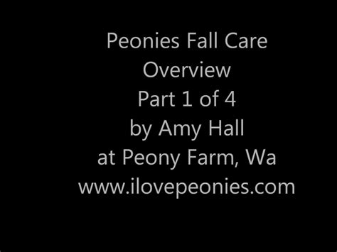 Peonies Blog I Love Peonies