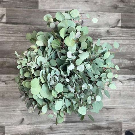 Eucalyptus Silver Dollar Box 200 Stems Flowersandservices®